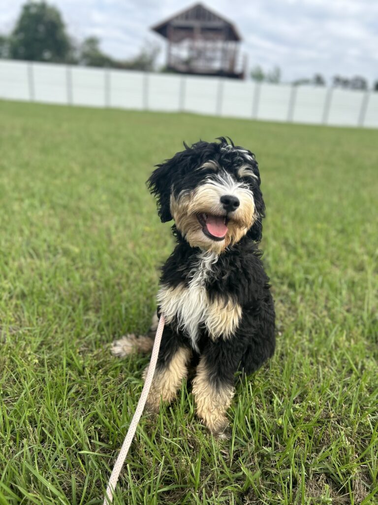 Puptown Dog Training Houston, TX