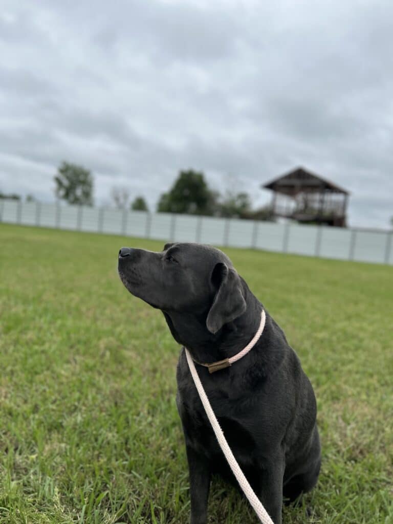 Puptown Dog Training Houston, TX