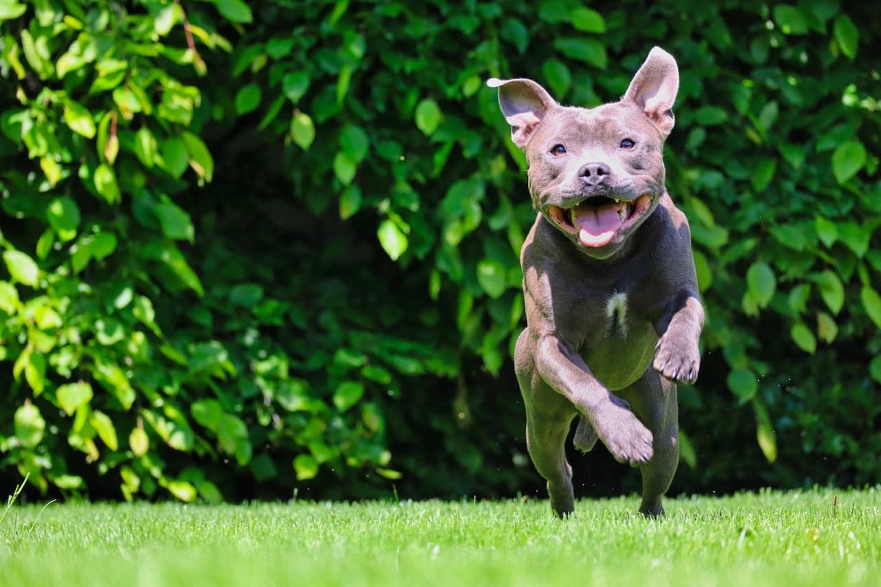 Puptown Houston Training for Overexcited Dogs - 2024