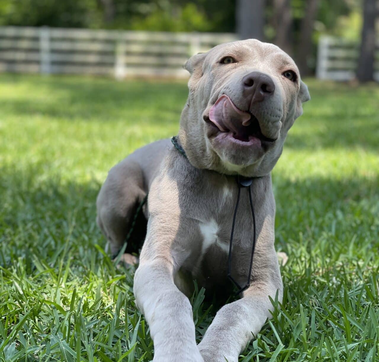 Puptown Dog Training Houston, TX