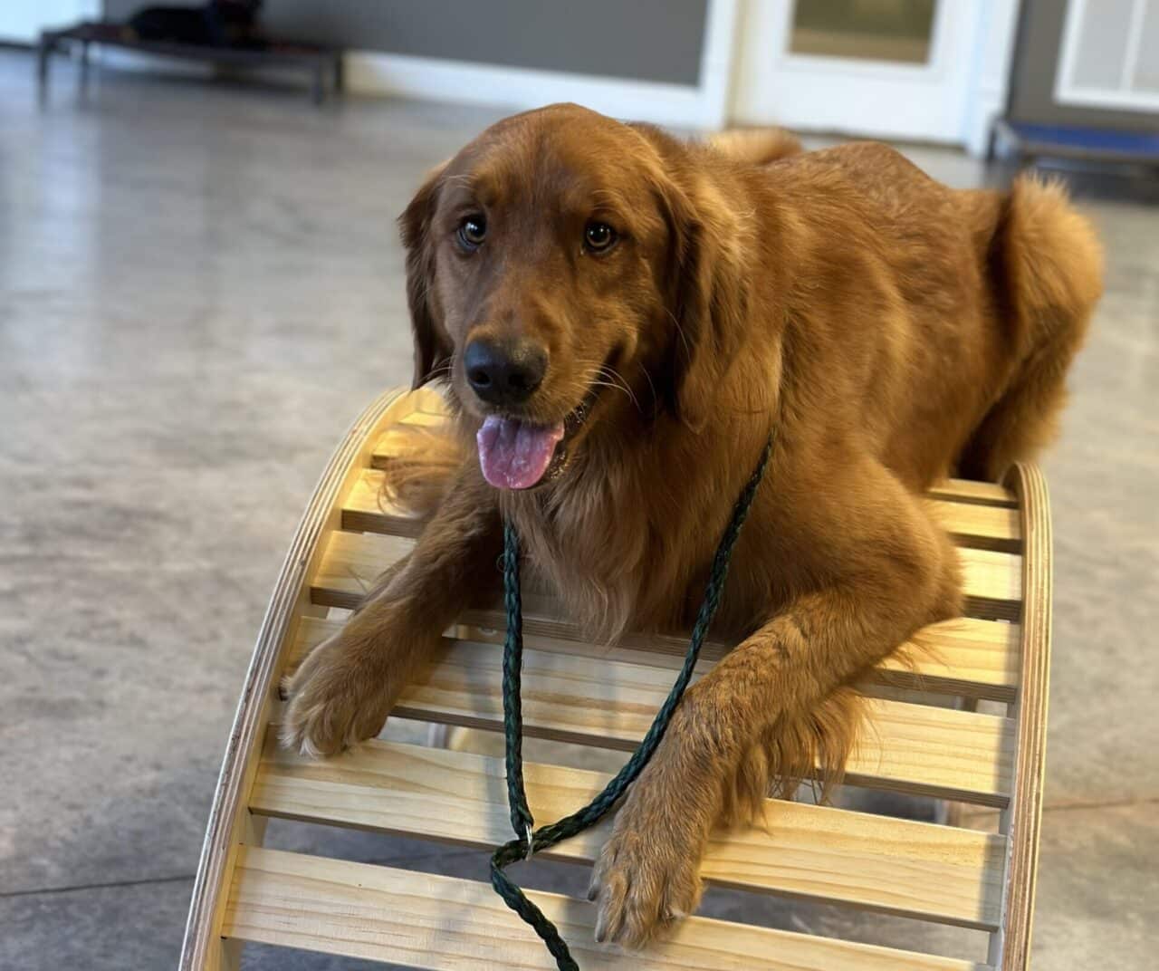 Puptown Dog Training Houston, TX