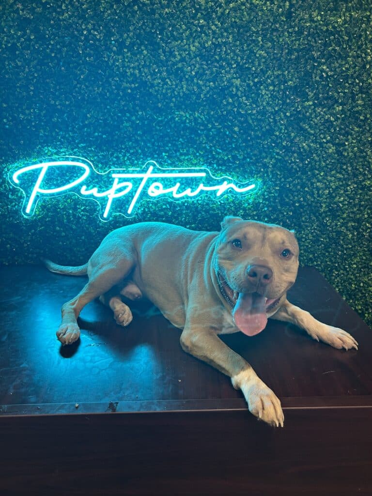 Puptown Dog Training Houston, TX