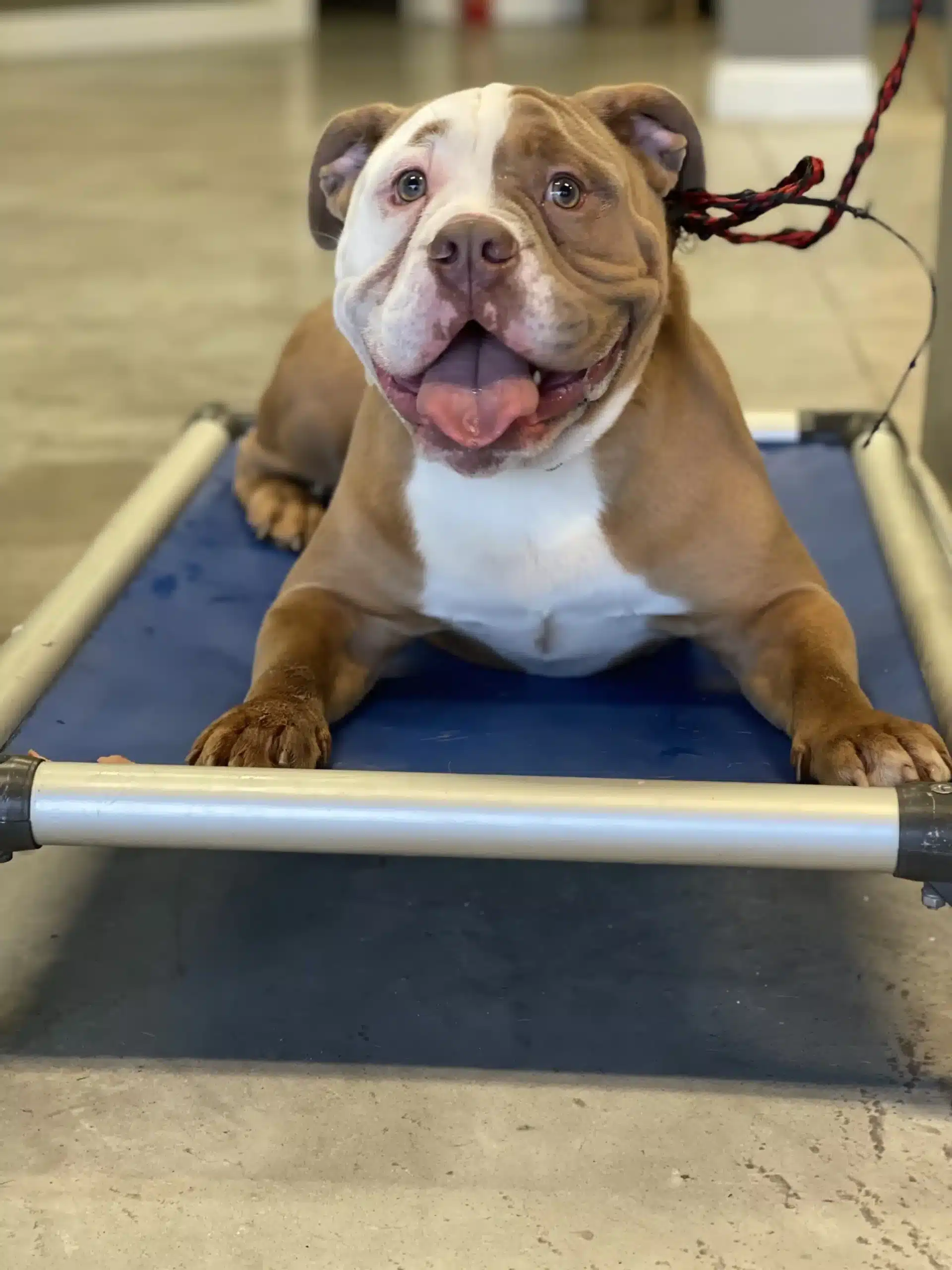 BRODY OLD ENGLISH BULLDOG