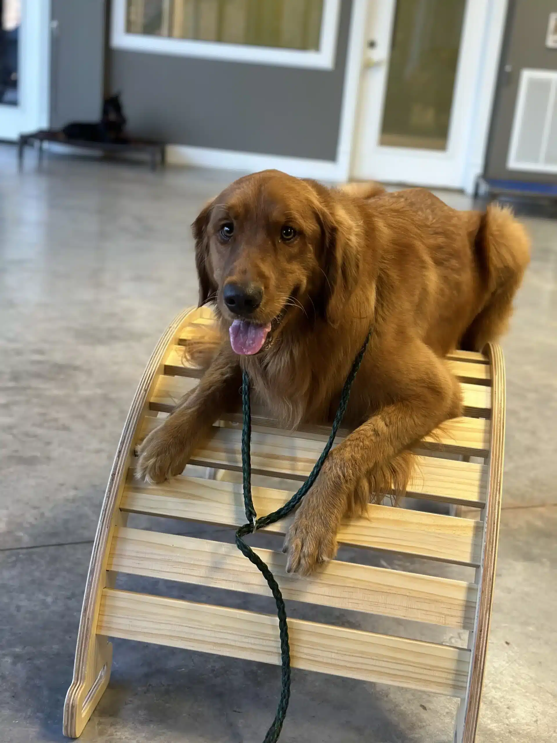 DUG GOLDEN RETRIEVER