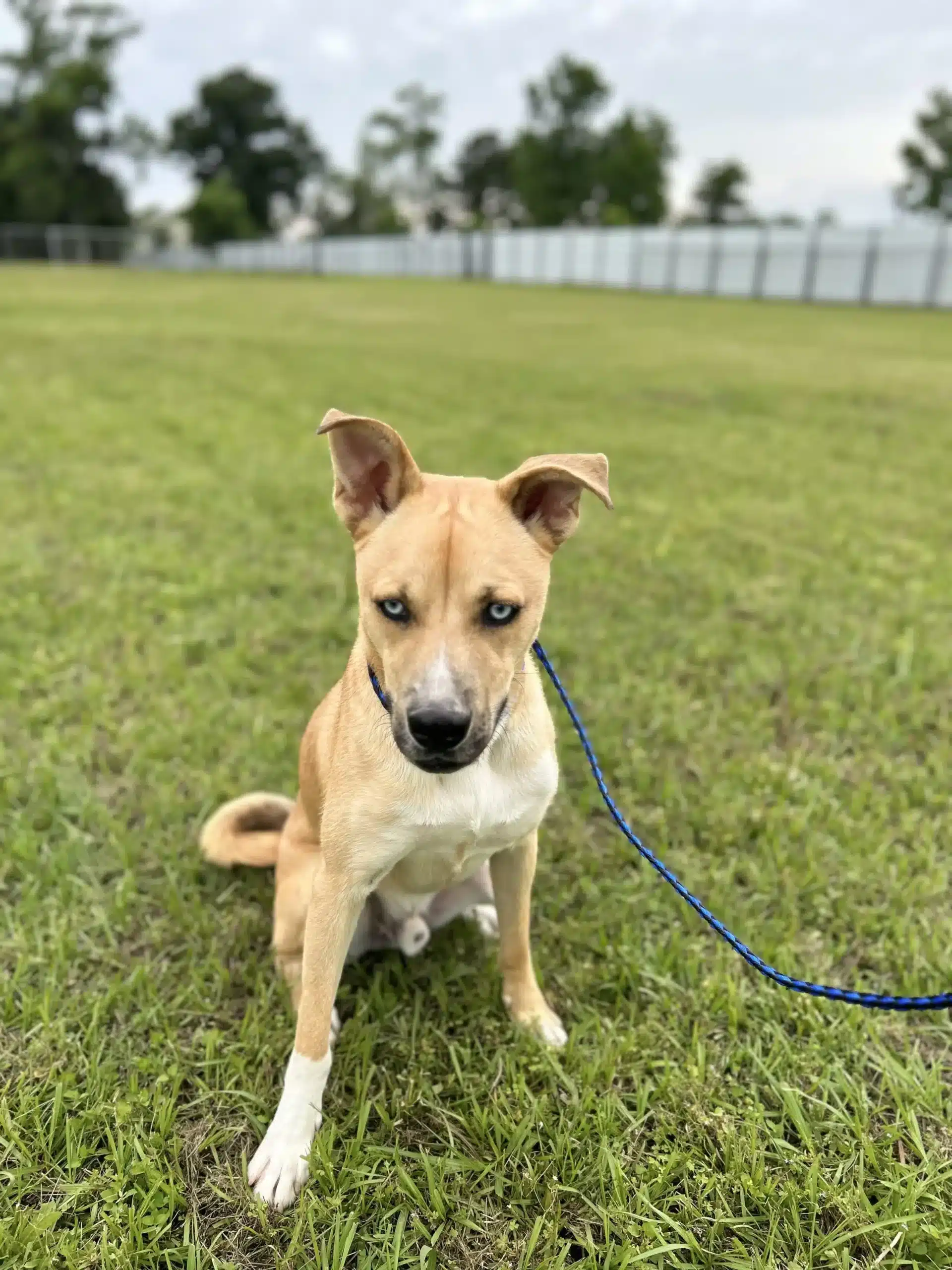 GIZMO BOXER MIX