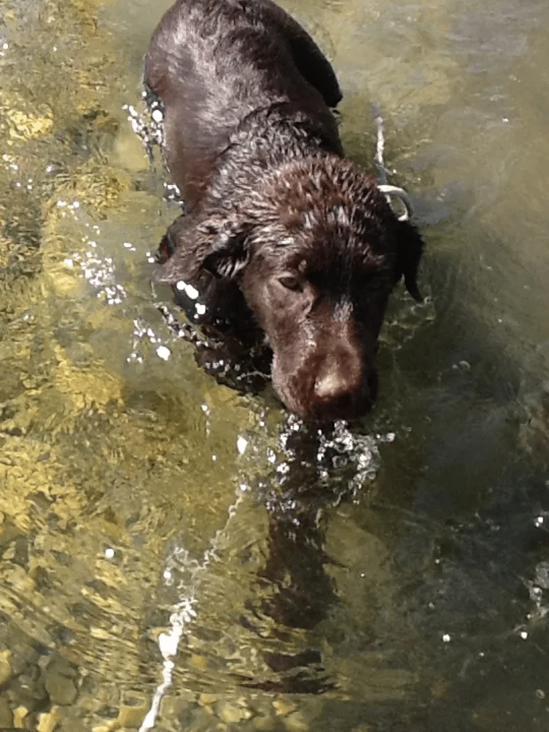 HONOR THE LABRADOR