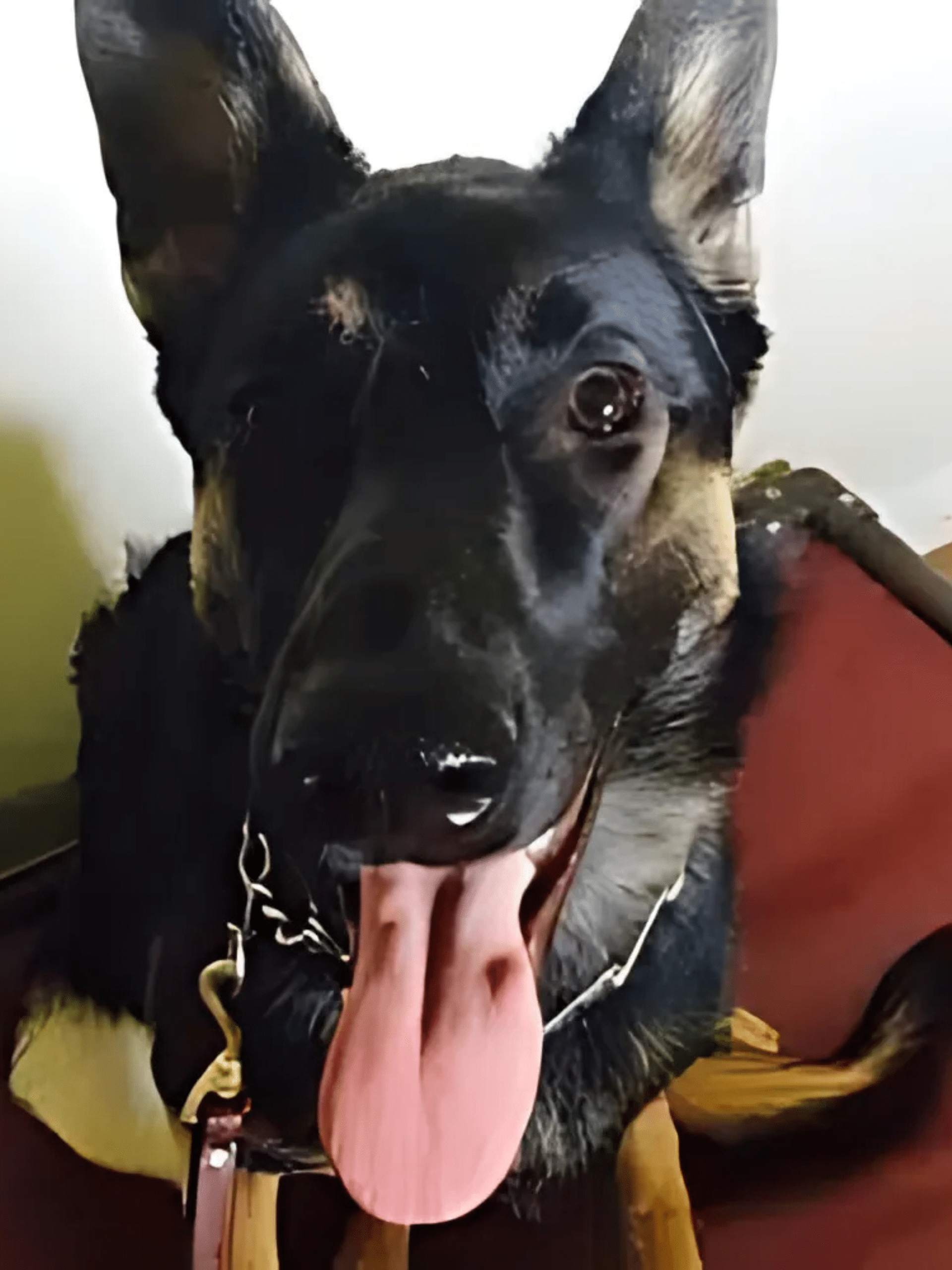 IVY THE GERMAN SHEPARD